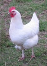 Slepice a domácí vejce - inmagazin.cz